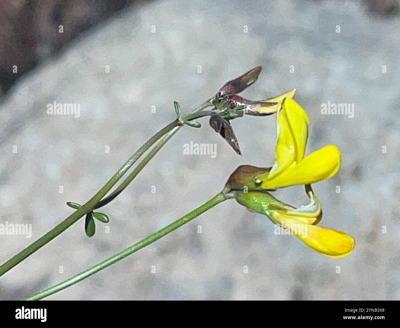 shrubby deervetch (Acmispon rigidus Stock Photo - Alamy