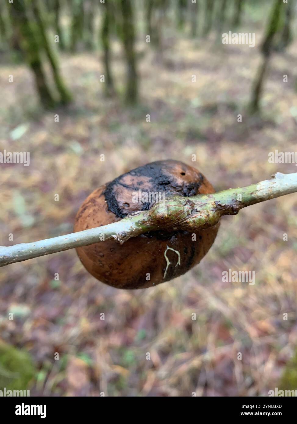 California Gall Wasp (Andricus quercuscalifornicus Stock Photo - Alamy