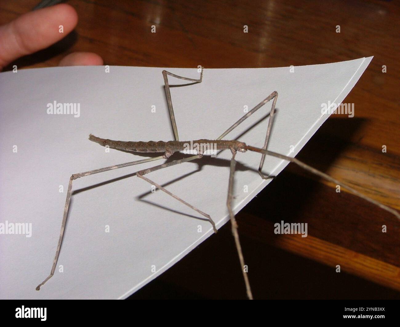 Stick Insects (Phasmida Stock Photo - Alamy