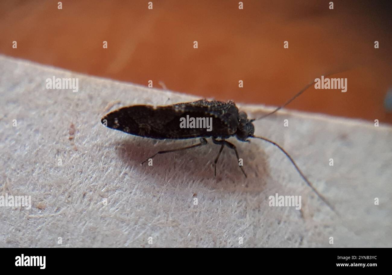 Barklice, Booklice, and Parasitic Lice (Psocodea Stock Photo - Alamy