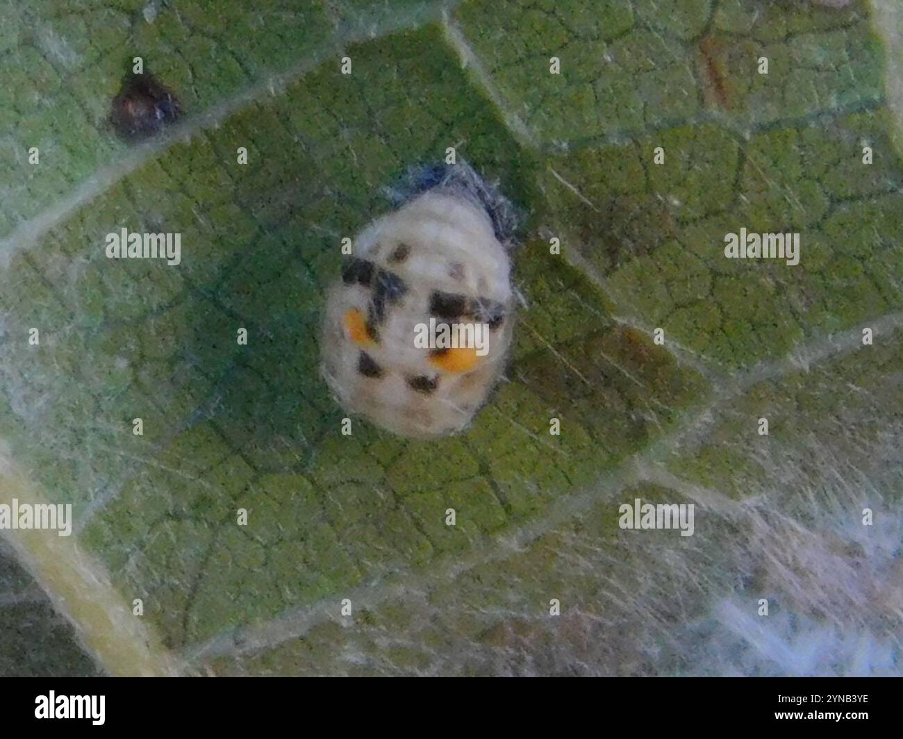 Fungus eating lady beetles hi-res stock photography and images - Alamy