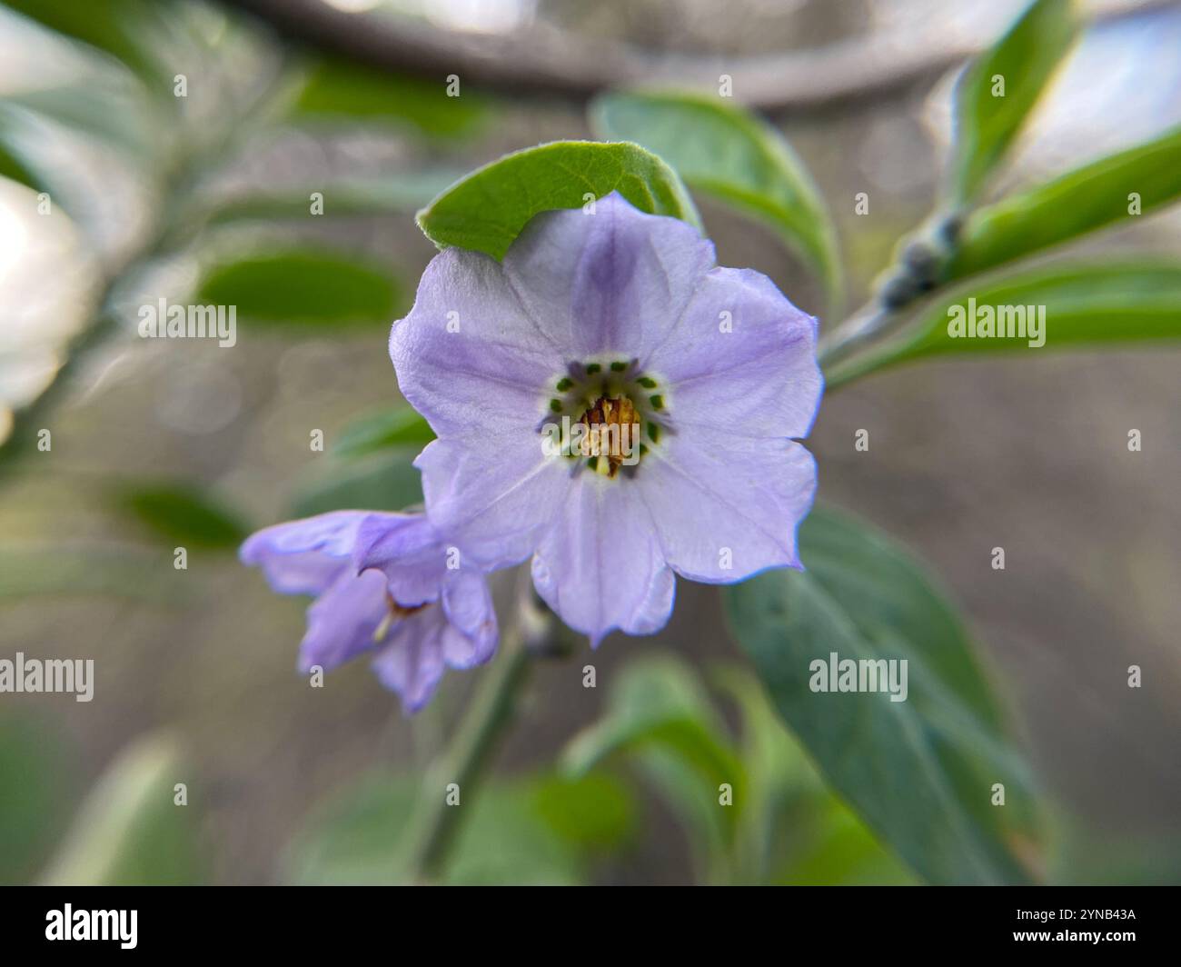 bluewitch nightshade (Solanum umbelliferum Stock Photo - Alamy