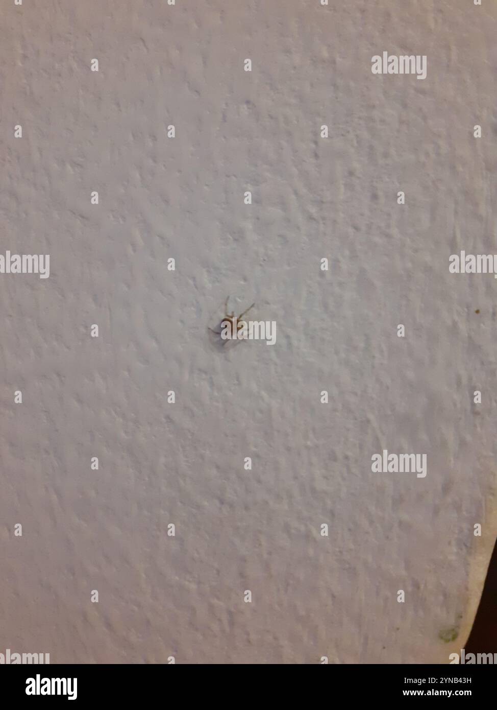 Triangulate Combfoot (Steatoda triangulosa Stock Photo - Alamy