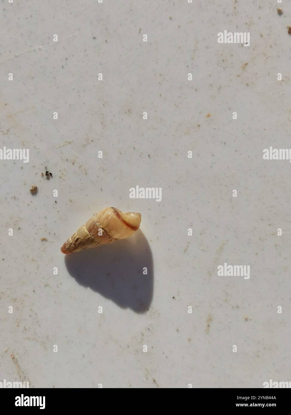 Pointed Snail (Cochlicella acuta Stock Photo - Alamy