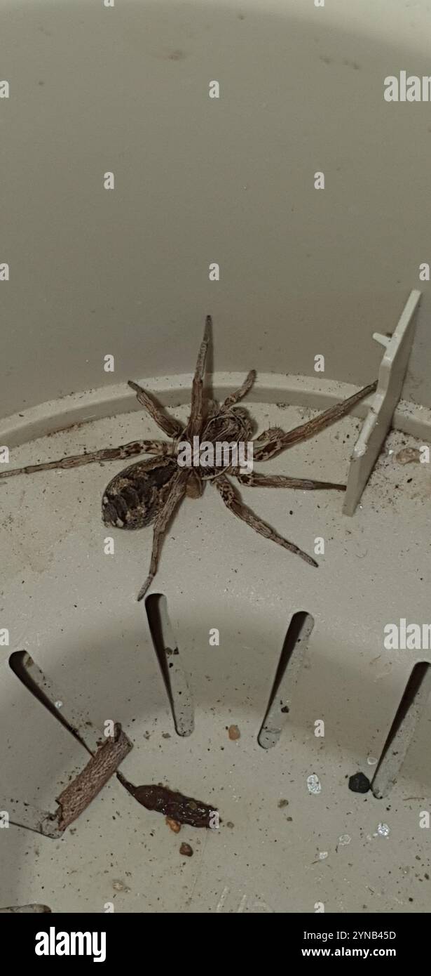 Union-Jack Wolf Spiders (Tasmanicosa Stock Photo - Alamy