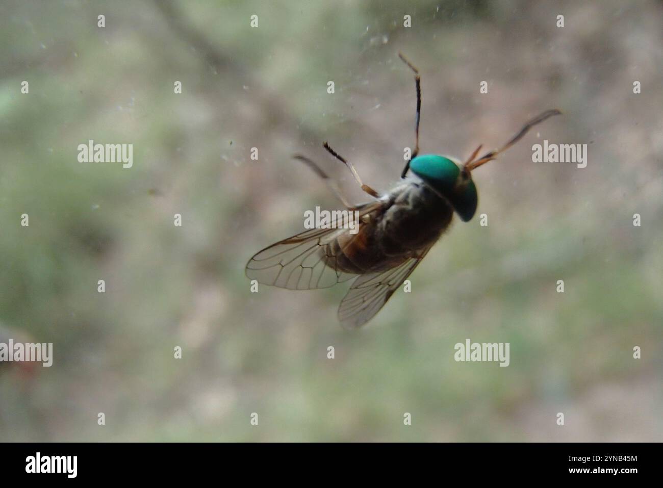 Horse and Deer Flies (Tabanidae Stock Photo - Alamy
