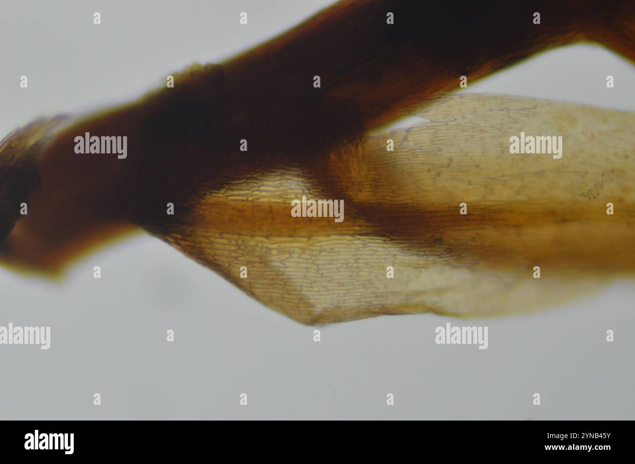 Streamside Leptodictyum Moss (Leptodictyum riparium Stock Photo - Alamy