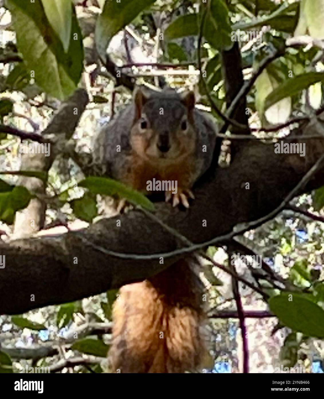 Eastern Fox Squirrel (Sciurus niger Stock Photo - Alamy