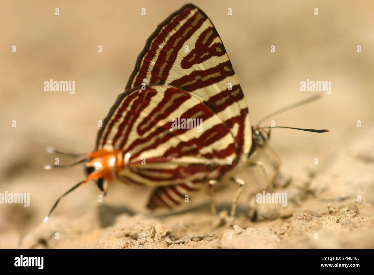 Cigaritis hi-res stock photography and images - Alamy