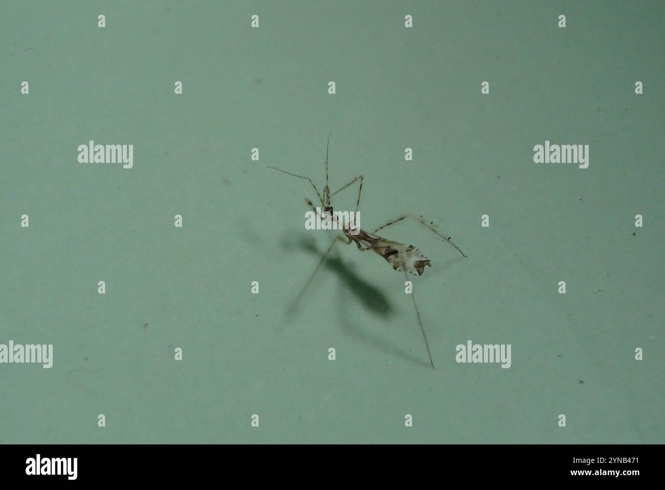 Spider Assassin Bugs (Stenolemus Stock Photo - Alamy