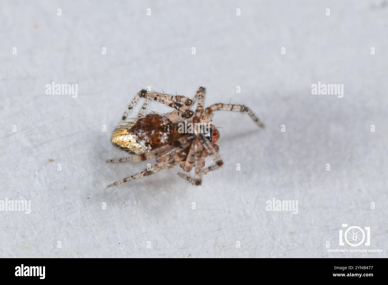 Ant-eating Spiders (Euryopis Stock Photo - Alamy