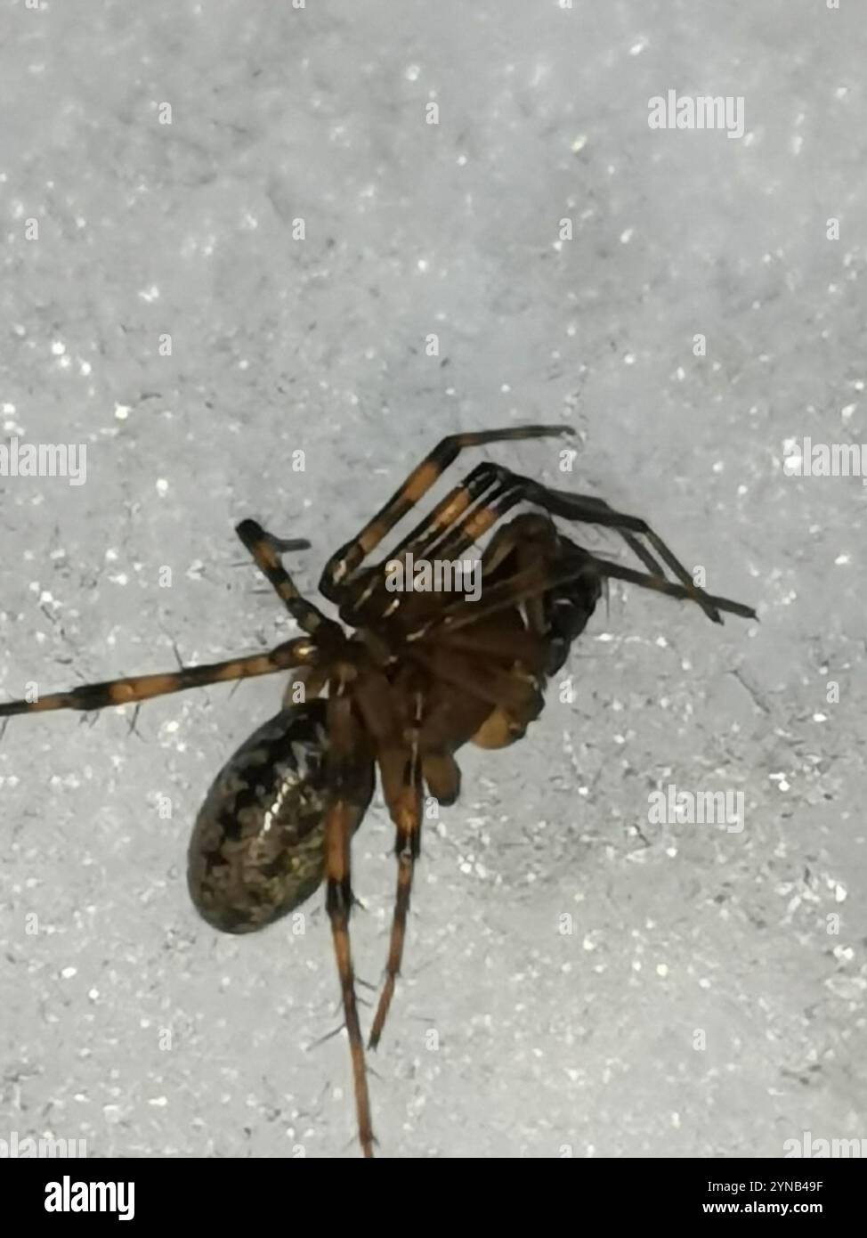 Horse-Head Spider (Stemonyphantes lineatus Stock Photo - Alamy