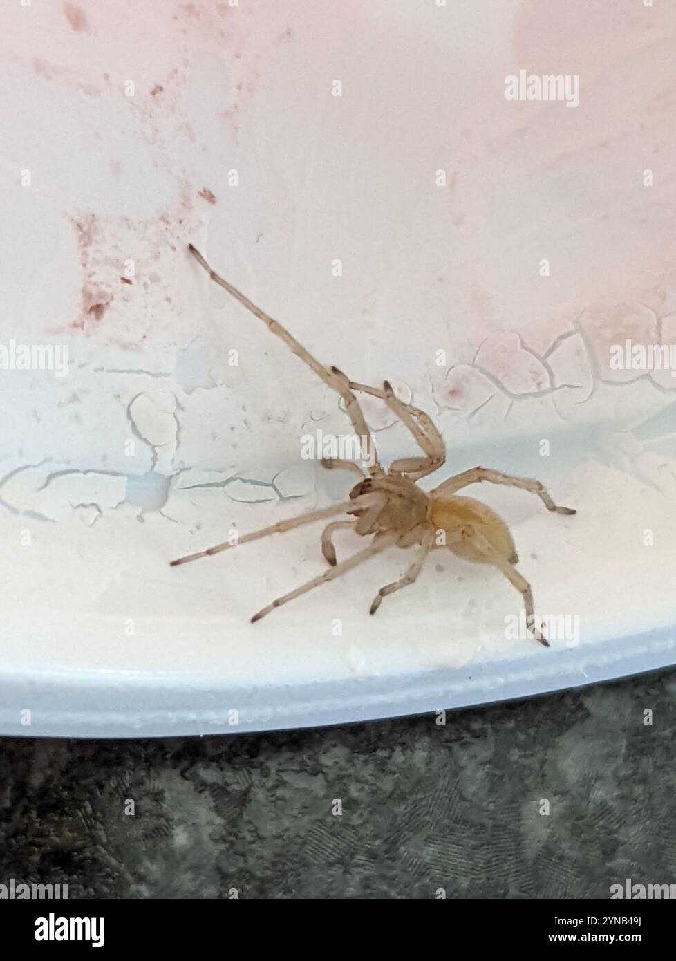 Northern Yellow Sac Spider (Cheiracanthium mildei Stock Photo - Alamy