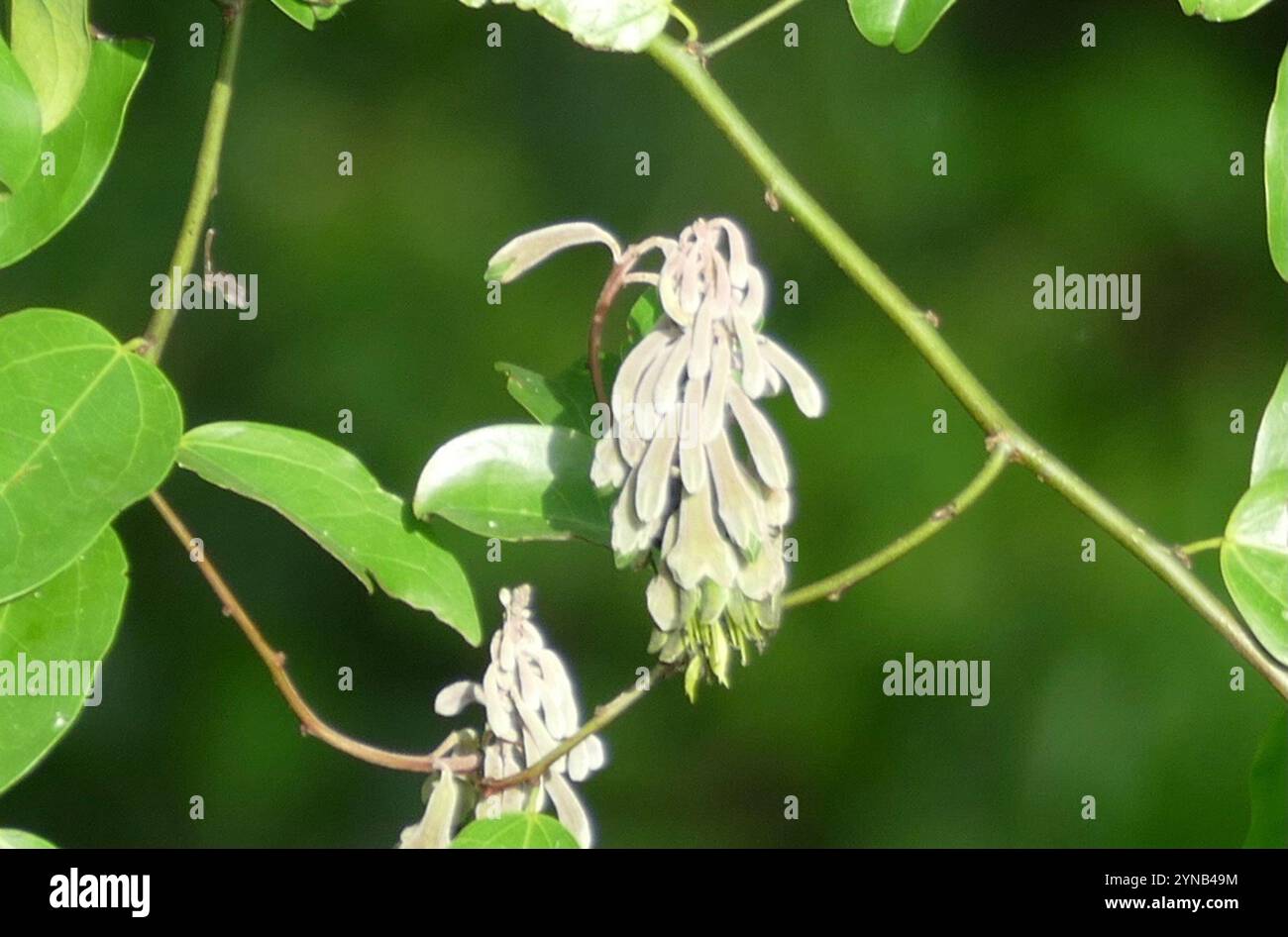 Griffonia simplicifolia hi-res stock photography and images - Alamy