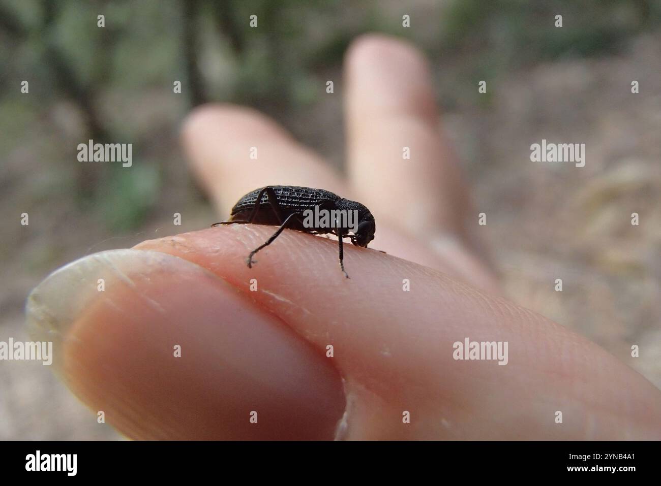 Strongylium hi-res stock photography and images - Alamy