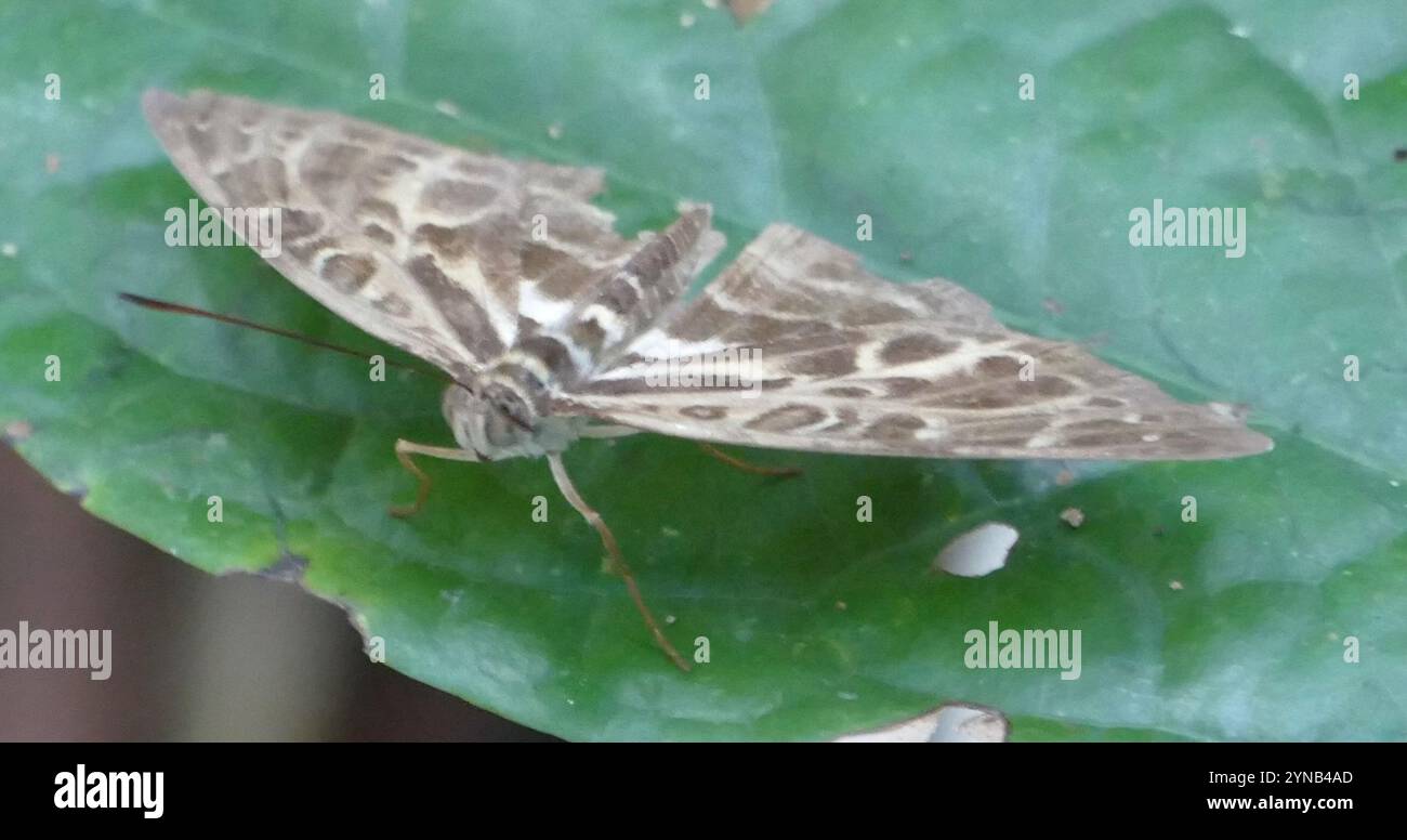 Evena hi-res stock photography and images - Alamy