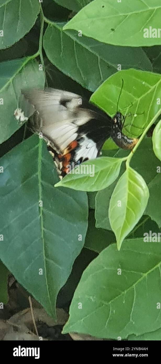 Orchard Swallowtail (Papilio aegeus Stock Photo - Alamy