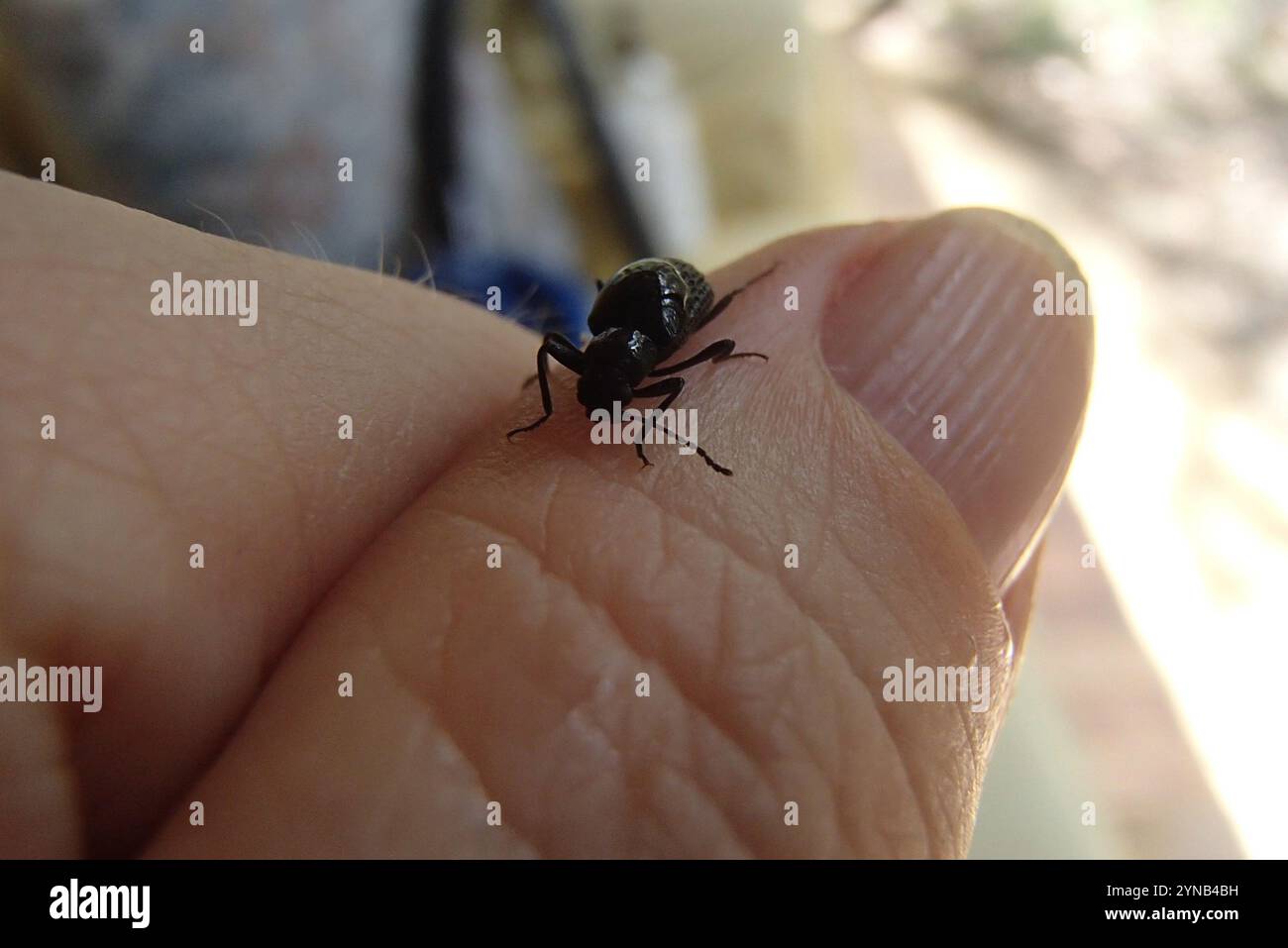 Strongylium hi-res stock photography and images - Alamy