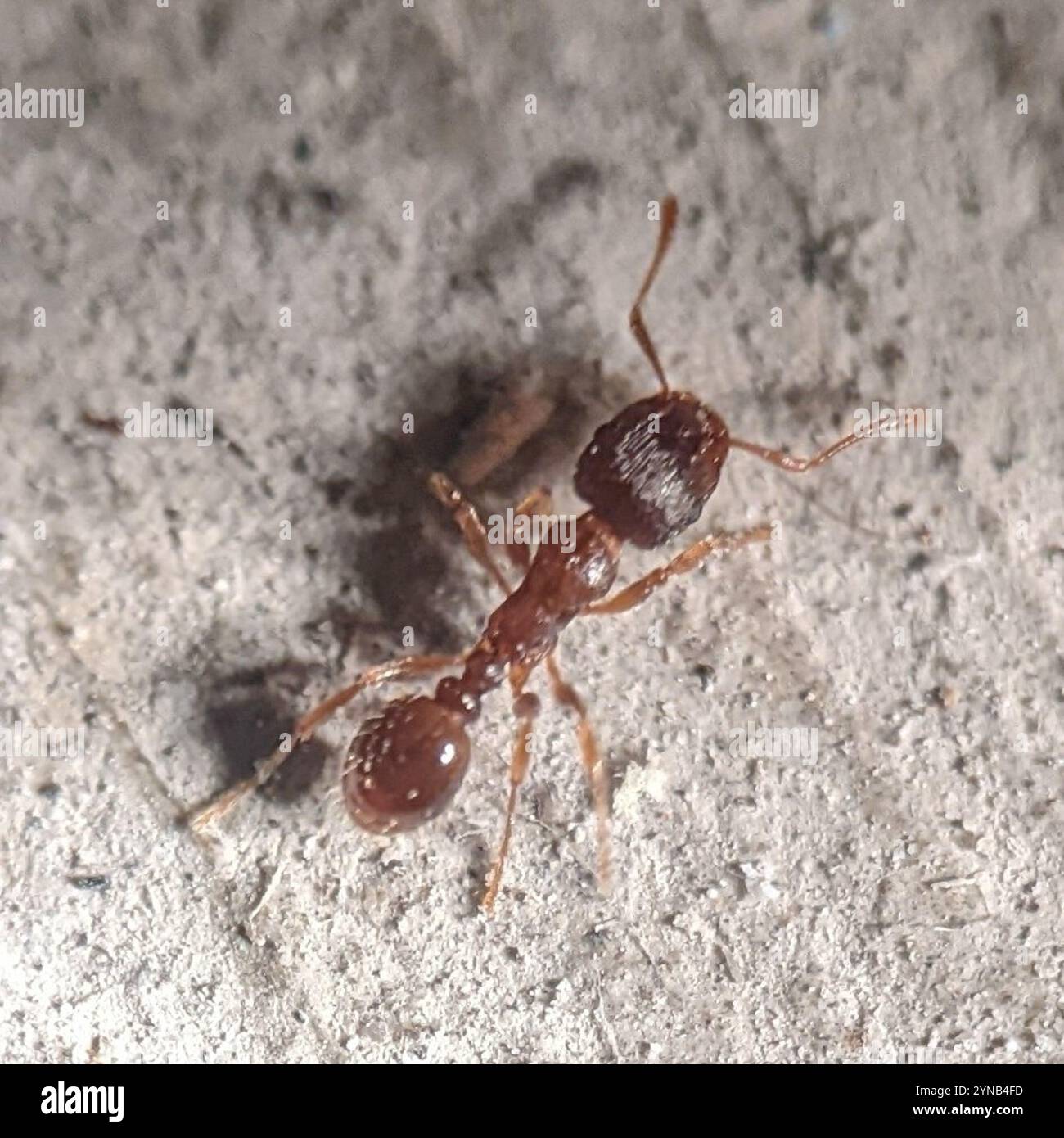 Immigrant Pavement Ant (Tetramorium immigrans Stock Photo - Alamy