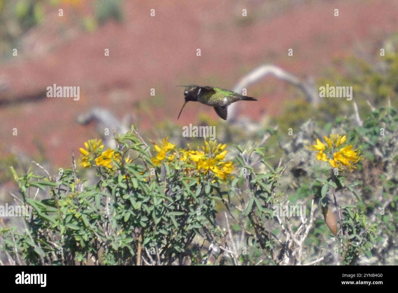Anna's Hummingbird (Calypte anna Stock Photo - Alamy