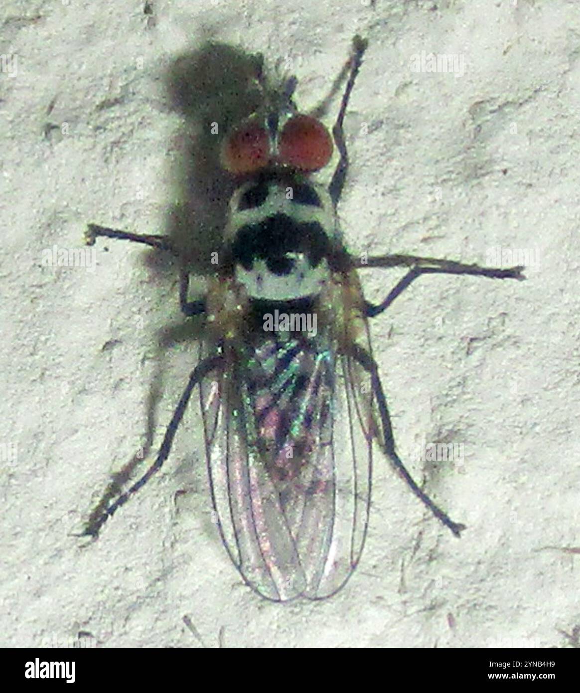 Root-maggot Flies (Anthomyiidae Stock Photo - Alamy
