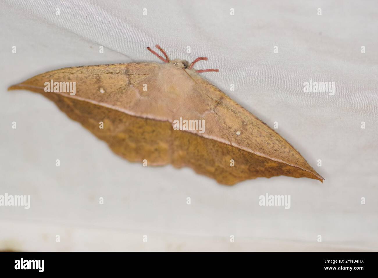 Lonomia hi-res stock photography and images - Alamy