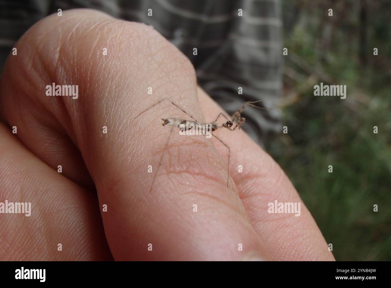 Spider Assassin Bugs (Stenolemus Stock Photo - Alamy