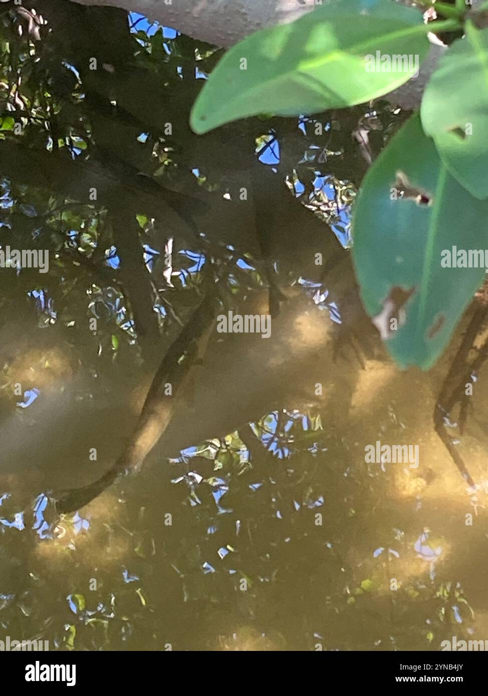 Common Snook (Centropomus undecimalis Stock Photo - Alamy