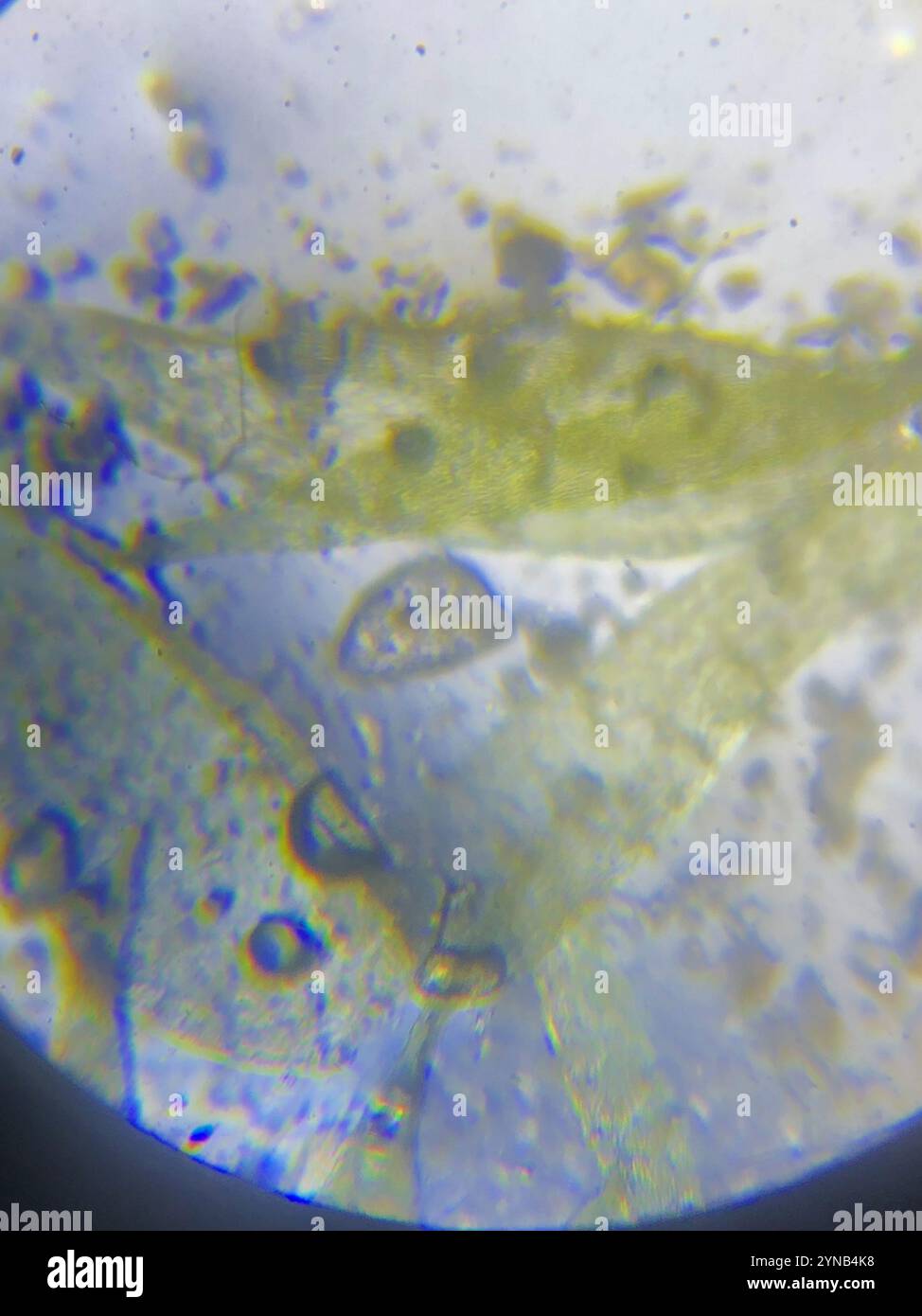 Isopterygium Moss (Isopterygium tenerum Stock Photo - Alamy