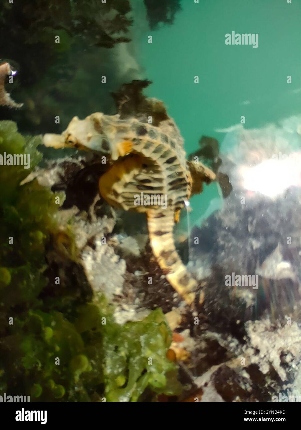 Bigbelly hi-res stock photography and images - Alamy