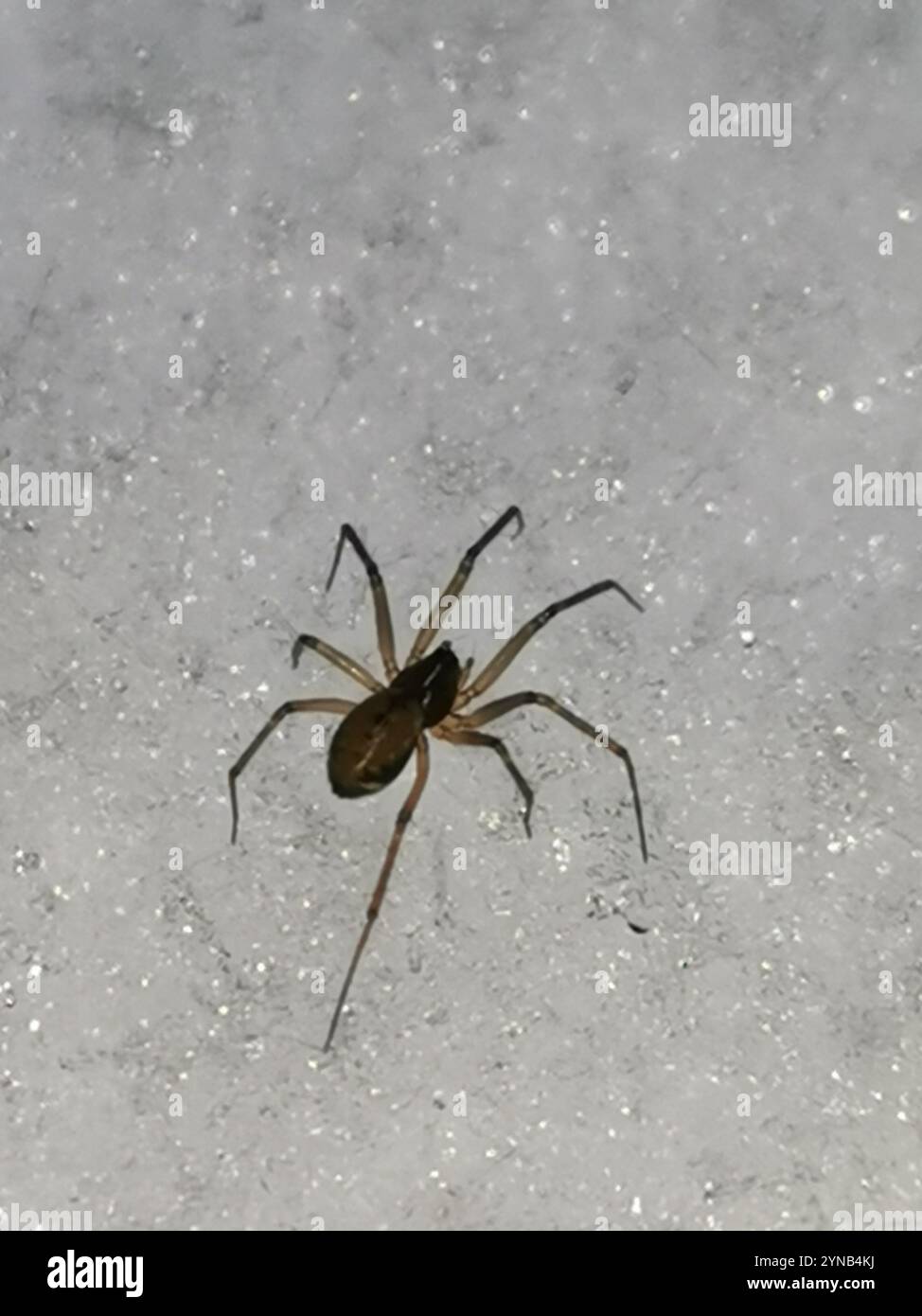 Sheetweb and Dwarf Weavers (Linyphiidae Stock Photo - Alamy