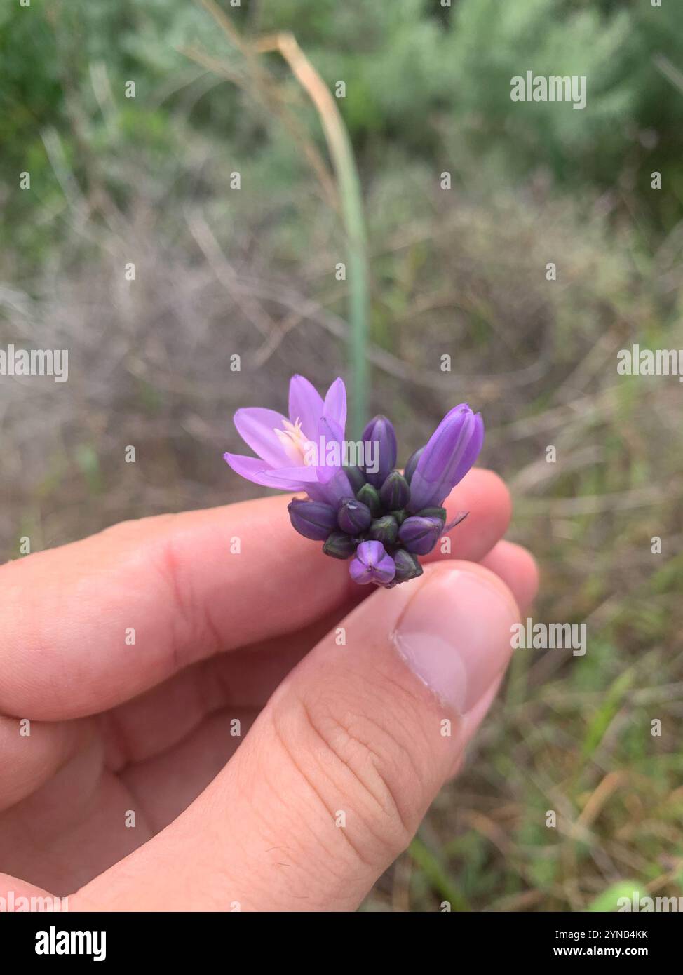 Blue Dicks (Dipterostemon capitatus Stock Photo - Alamy
