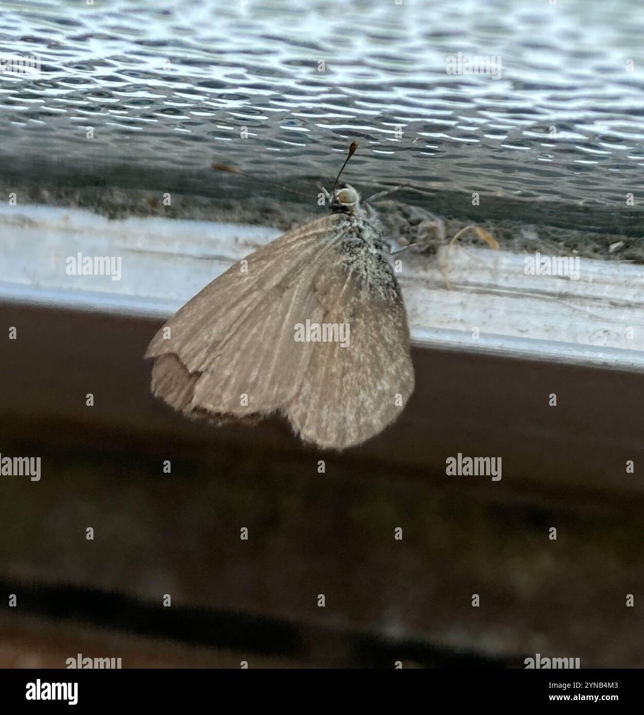 Lesser Grass Blue (Zizina otis Stock Photo - Alamy