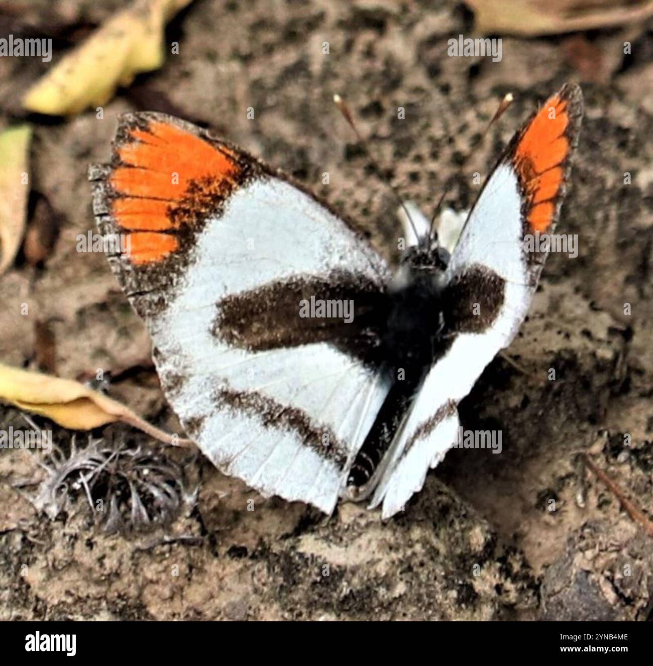 Round-winged Orange Tip (Colotis euippe Stock Photo - Alamy