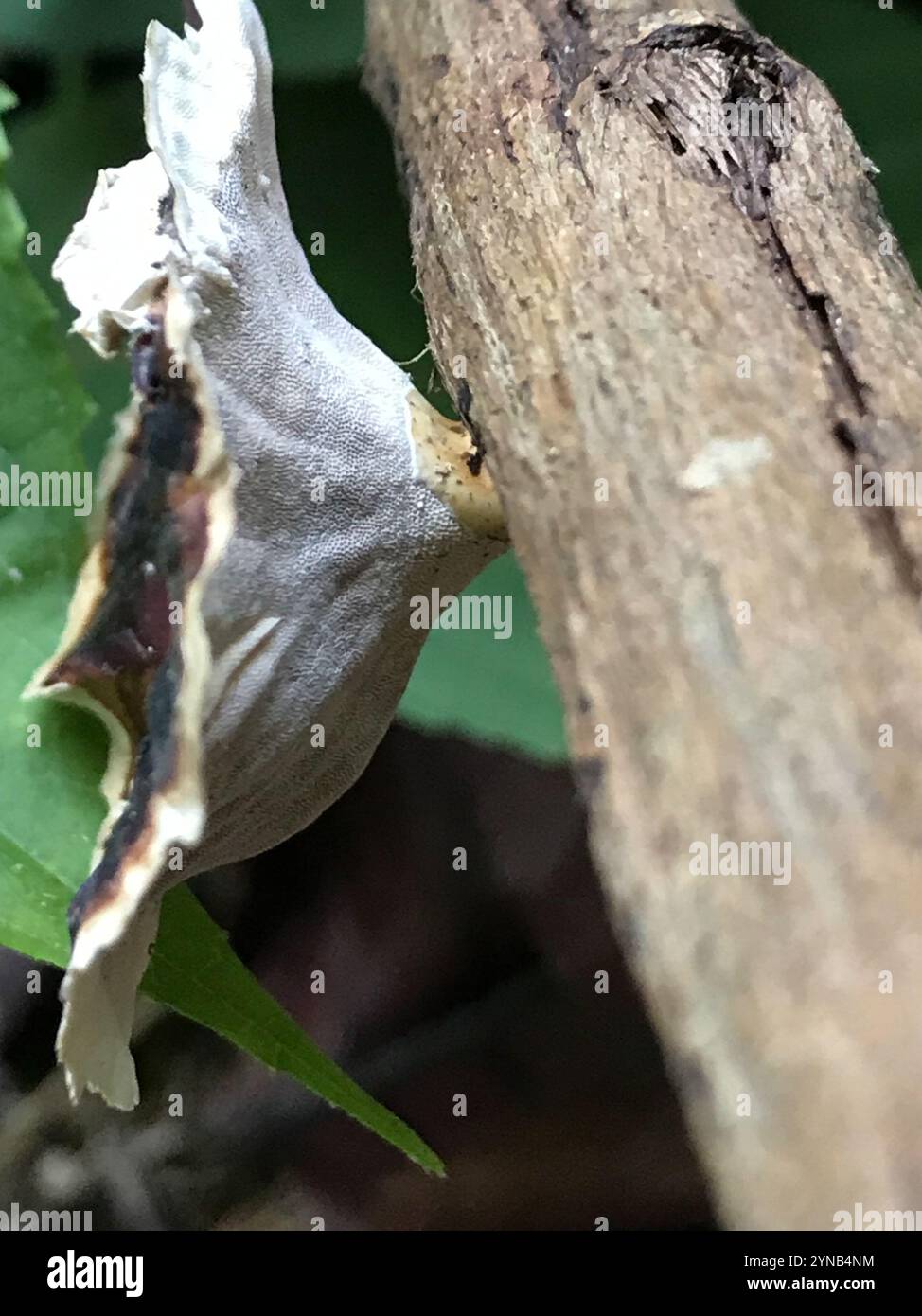 yellow stemmed micropore (Microporus xanthopus Stock Photo - Alamy