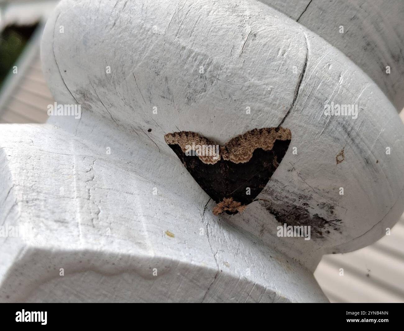 Horrid Zale Moth (Zale horrida Stock Photo - Alamy
