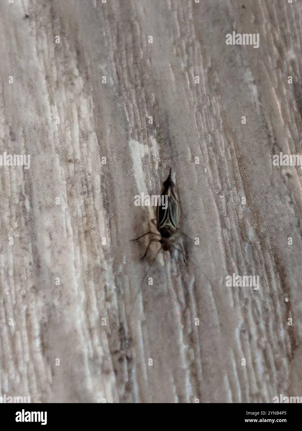 Tree Cattle (Cerastipsocus venosus Stock Photo - Alamy