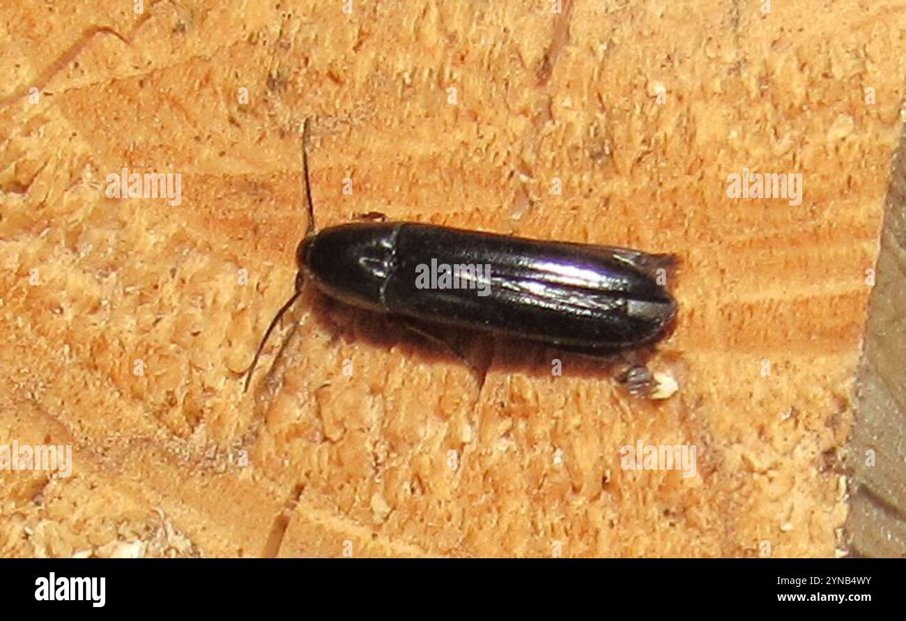 False click beetles hi-res stock photography and images - Alamy