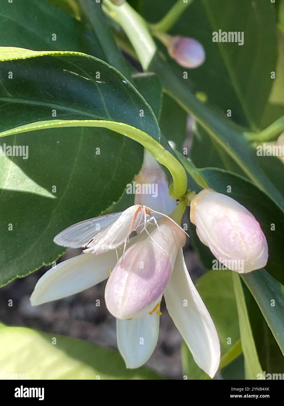 Four-spotted Palpita Moth (Palpita quadristigmalis Stock Photo - Alamy