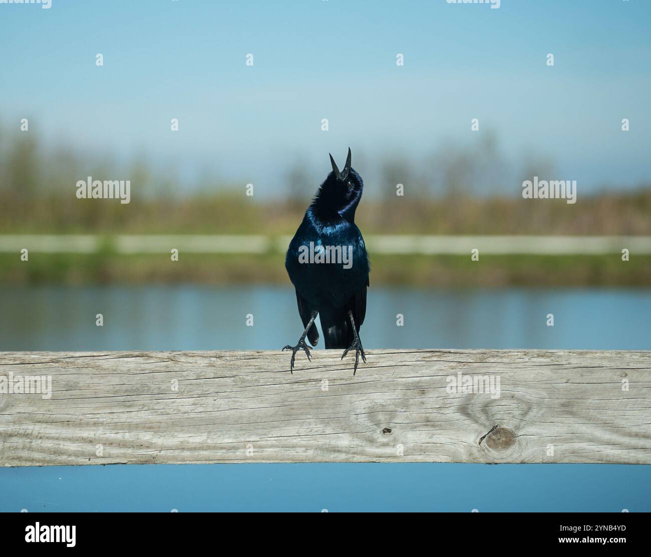 Boat-tailed Grackle (Quiscalus major Stock Photo - Alamy