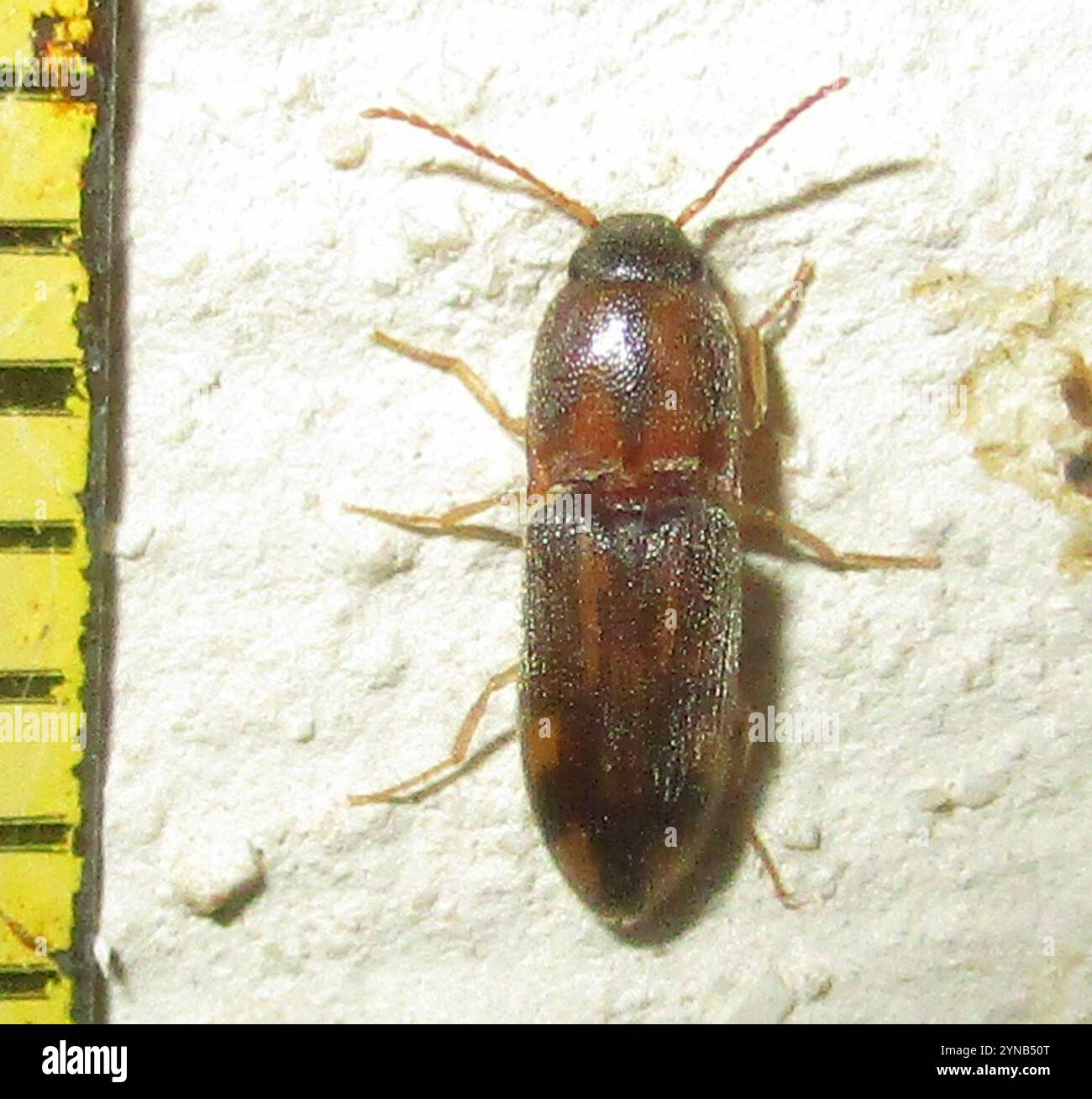 Click Beetles (Elateridae Stock Photo - Alamy