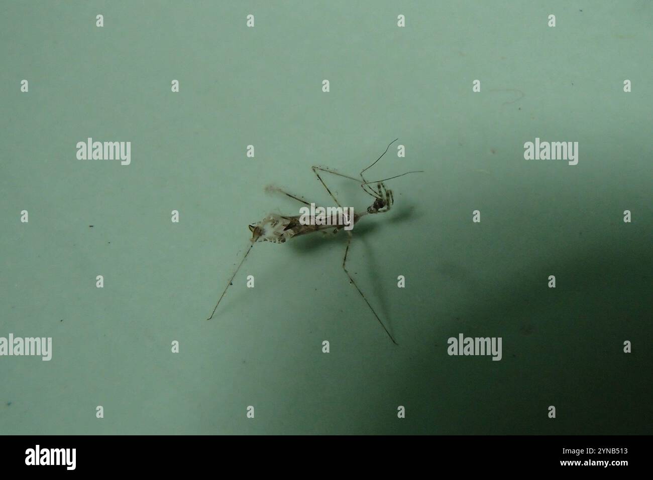 Spider Assassin Bugs (Stenolemus Stock Photo - Alamy