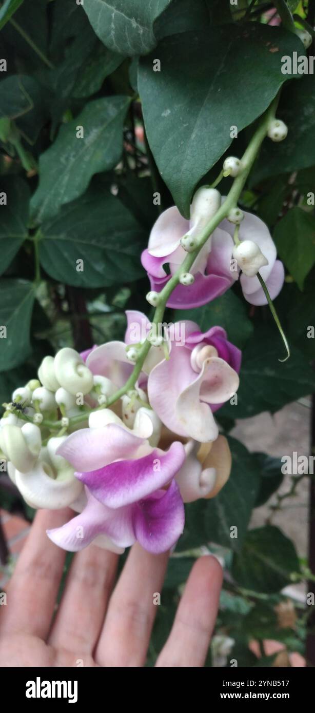 Snail vine (Cochliasanthus caracalla Stock Photo - Alamy