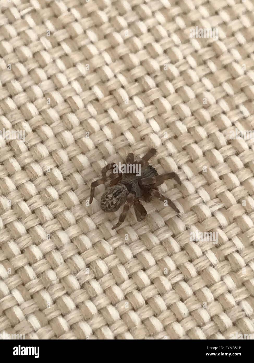 Grey House Spider (Badumna longinqua Stock Photo - Alamy