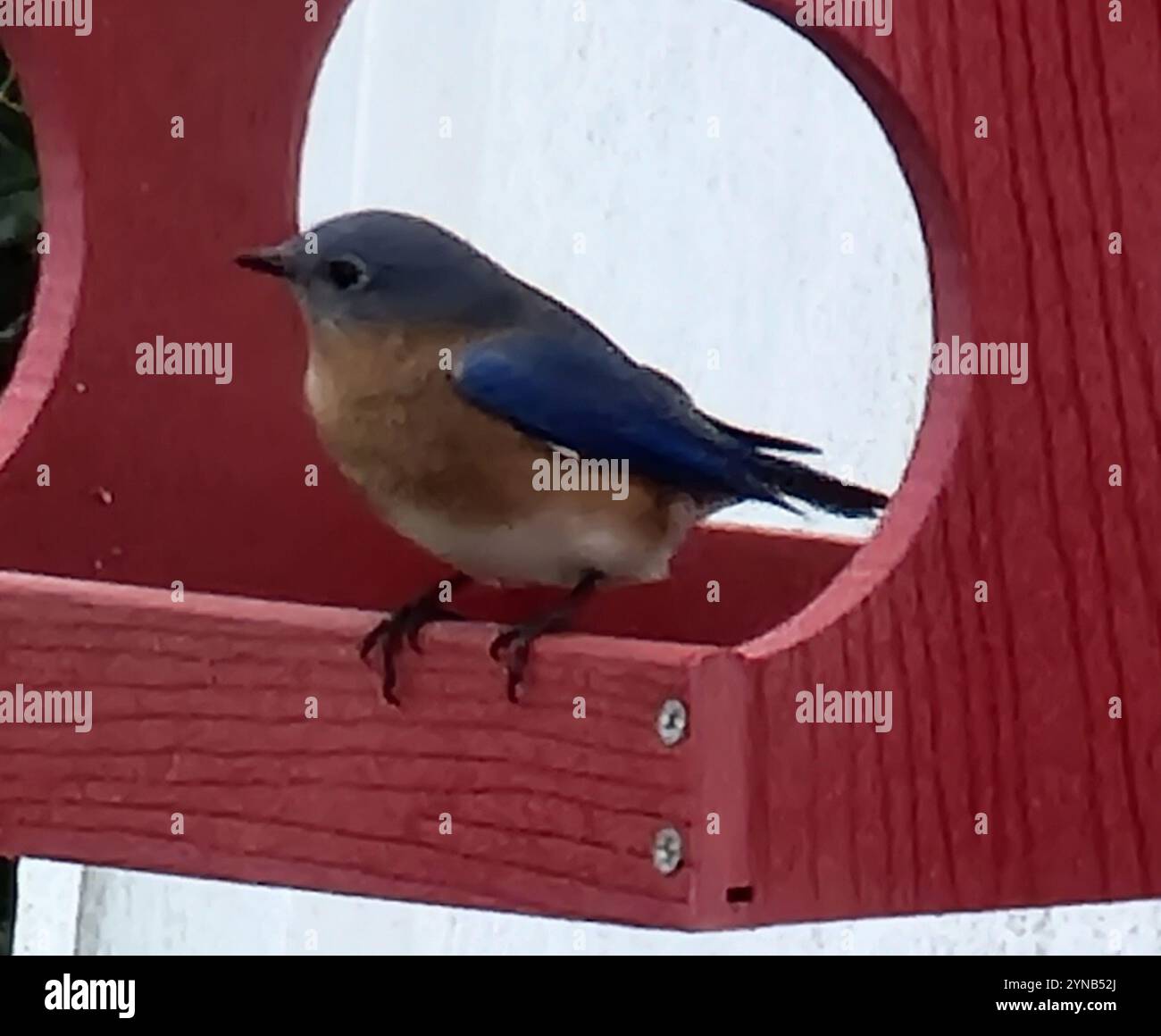 Eastern Bluebird (Sialia sialis Stock Photo - Alamy