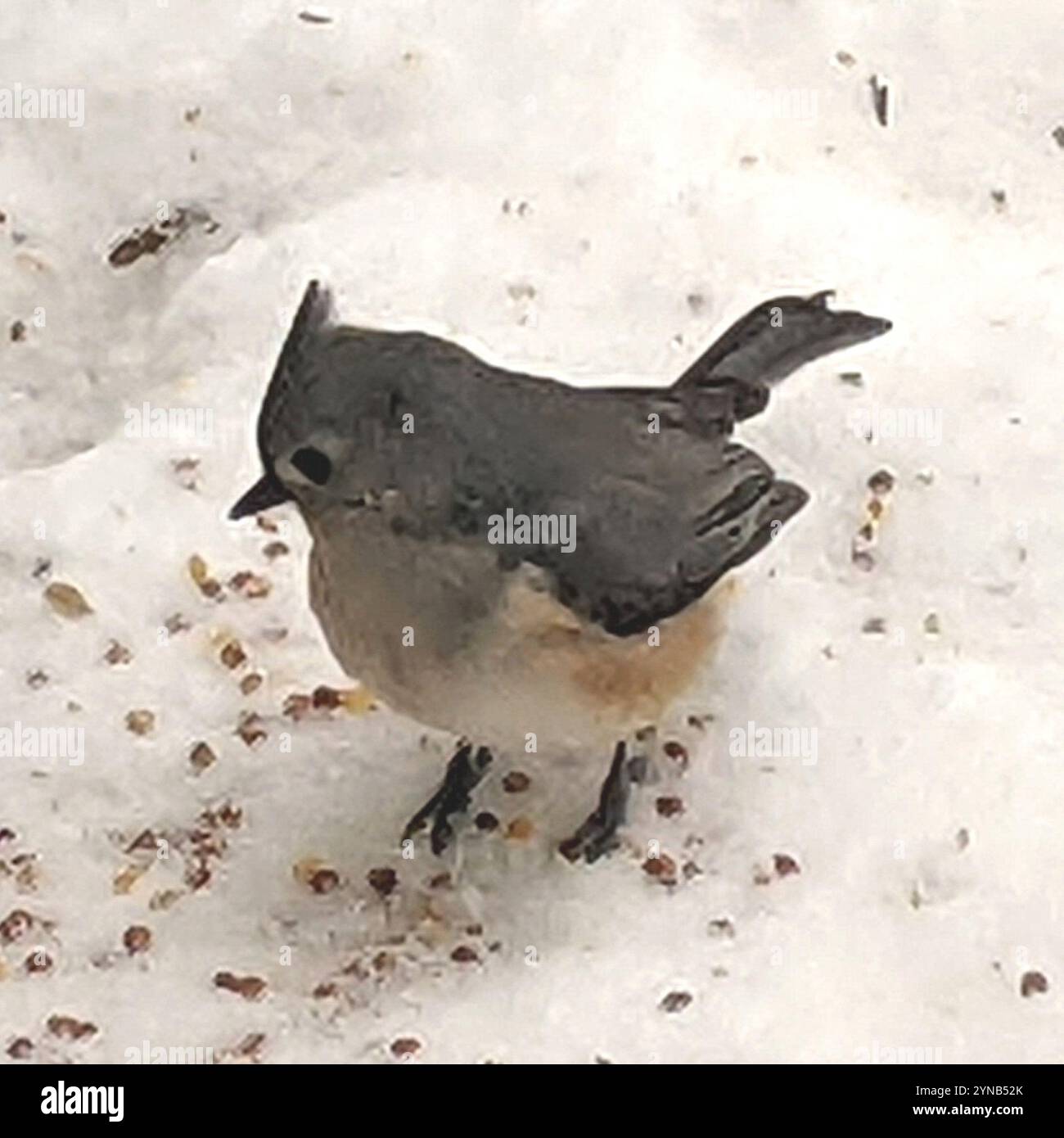Tufted Titmouse (Baeolophus bicolor Stock Photo - Alamy