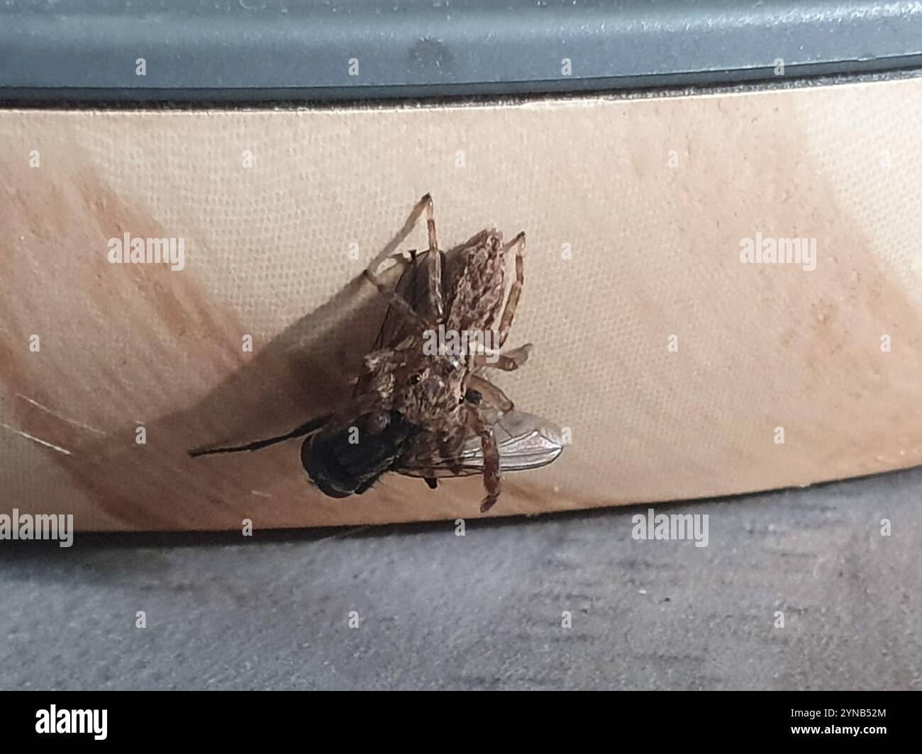 Golden-brown Jumping Spider (Trite auricoma Stock Photo - Alamy