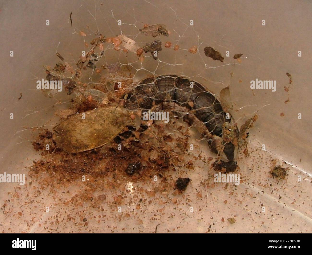 Vine Hawkmoth (Hippotion celerio Stock Photo - Alamy