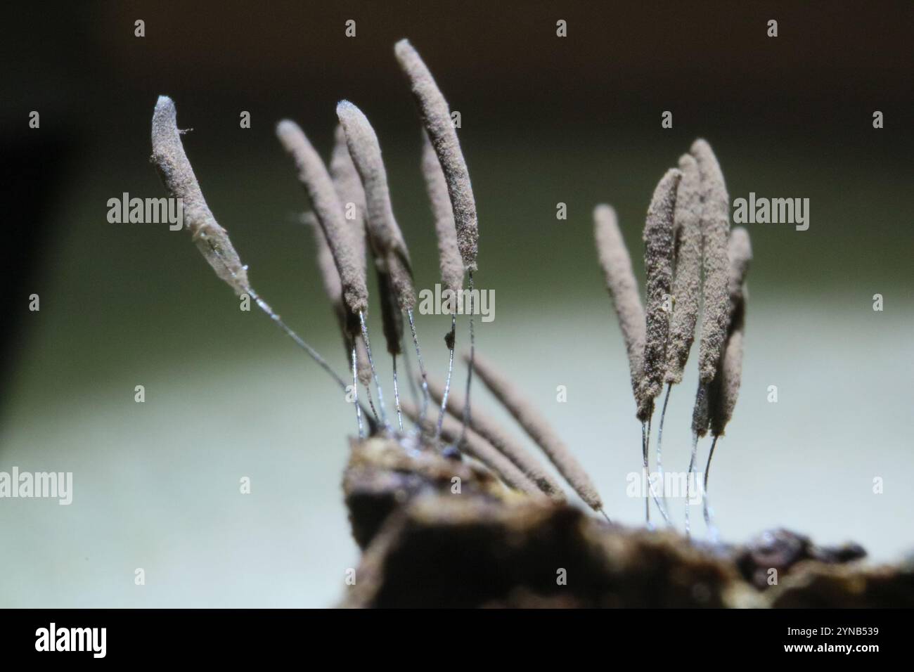 (Stemonitis axifera smithii Stock Photo - Alamy
