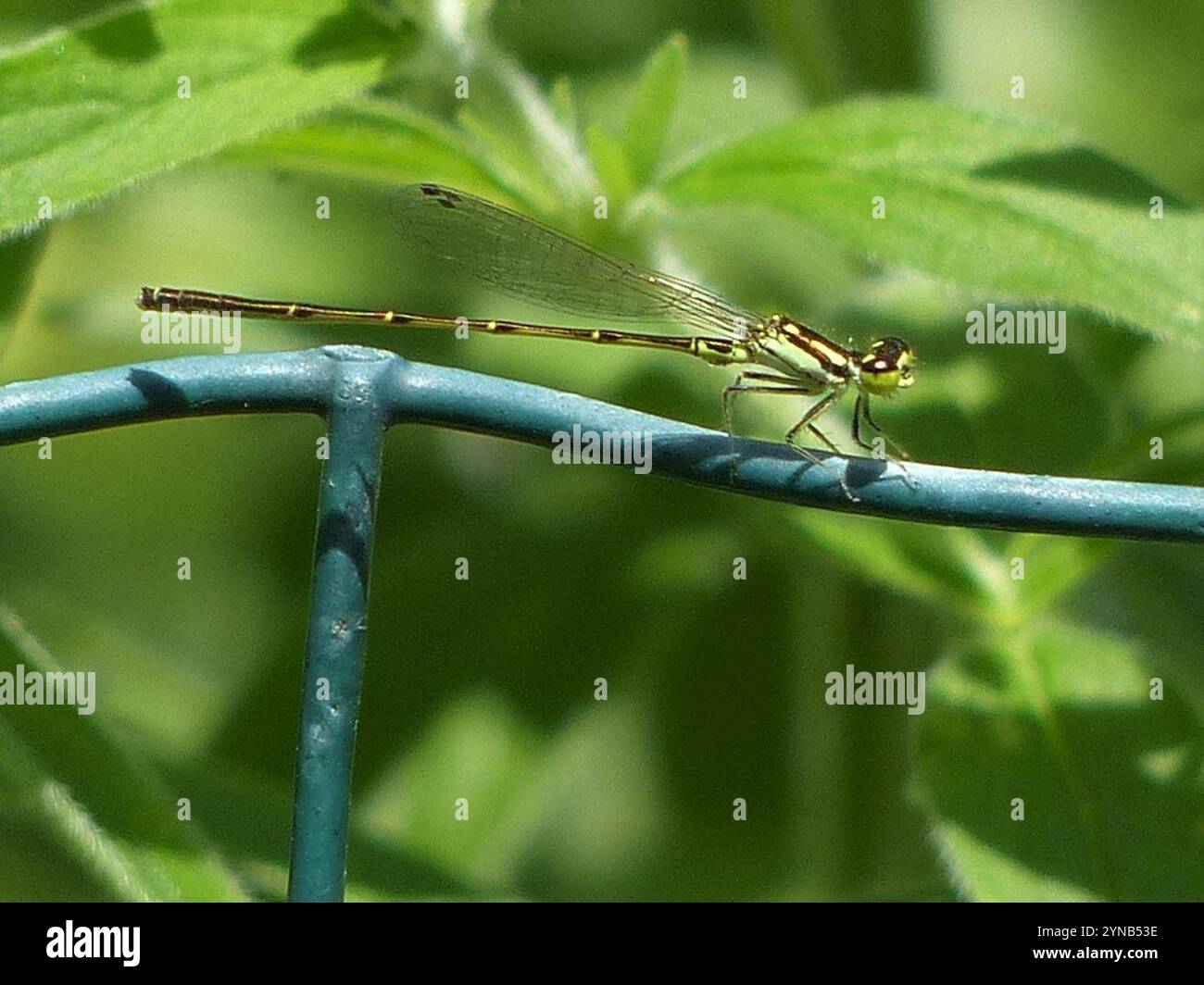 Fragile Forktail (Ischnura posita Stock Photo - Alamy